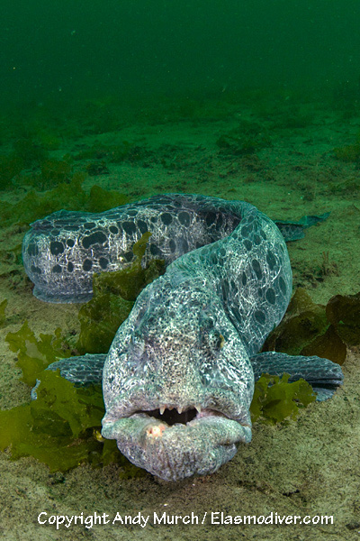 Pictures of Wolf Eels, Anarrhichthys ocellatus.